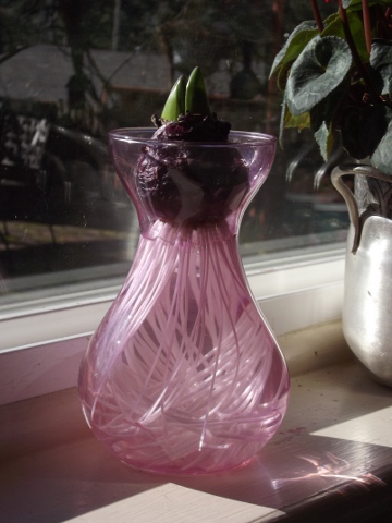 hyacynth vase | Alden Lane Nursery