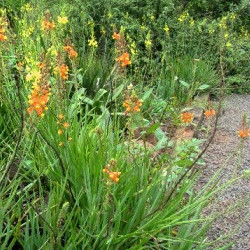 Alden Lane Nursery