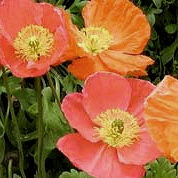 papaver-1 - Alden Lane Nursery