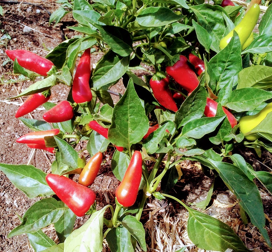 Versatile Peppers Warm and Cool - Alden Lane Nursery