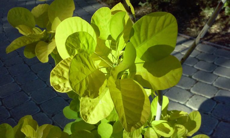 Add Smoke Tree for Dark Drama - Alden Lane Nursery