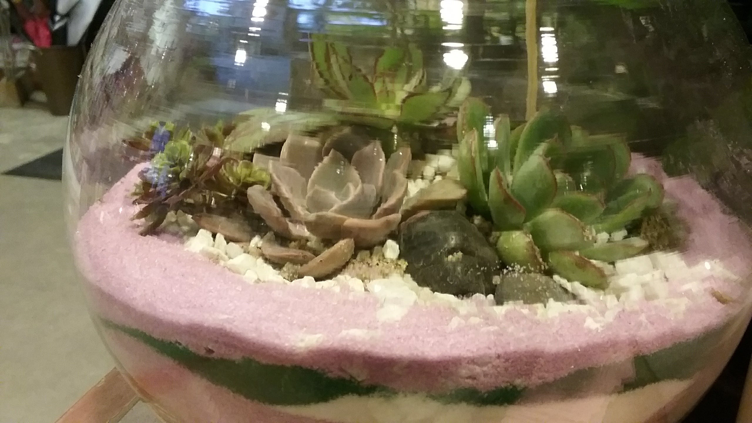 succulent-sand - Alden Lane Nursery