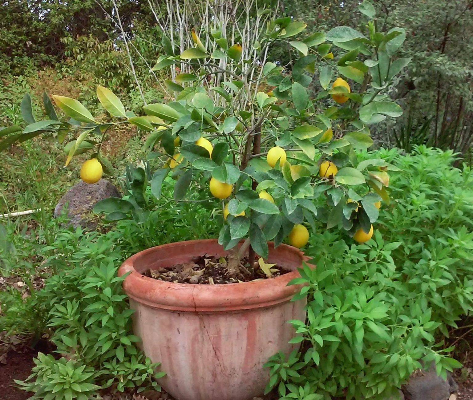 Container Gardening - Alden Lane Nursery