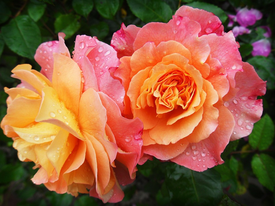Natural Sceneries With Rose