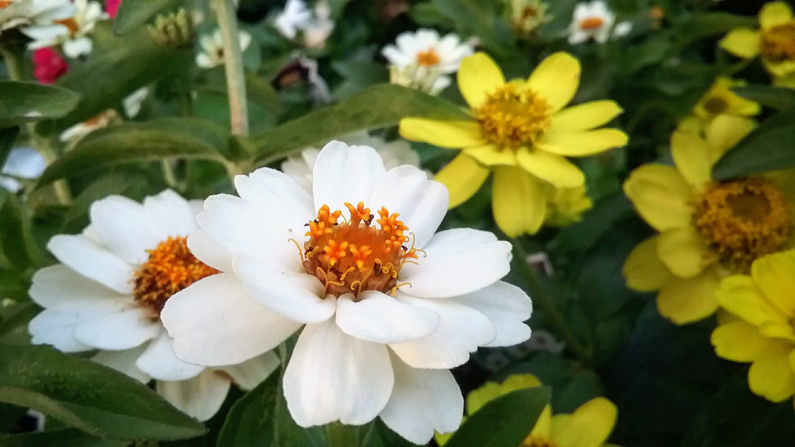 zinni - Alden Lane Nursery