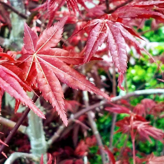 Trees for Fall Color - Alden Lane Nursery