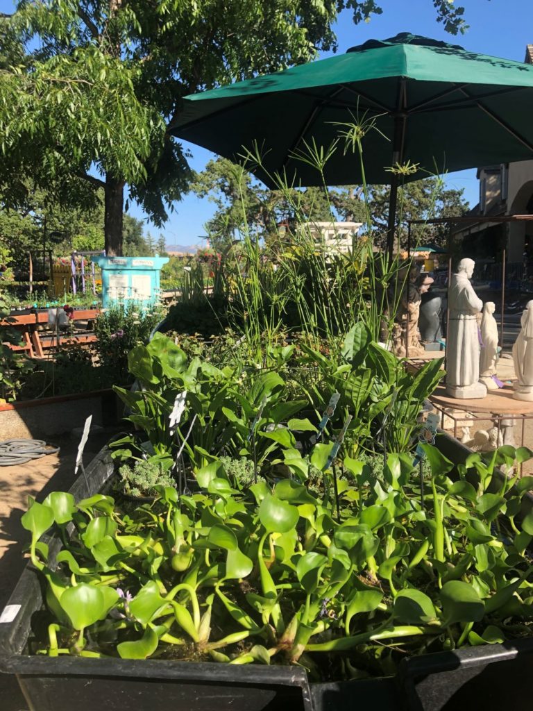 Cooling Water Features - Alden Lane Nursery