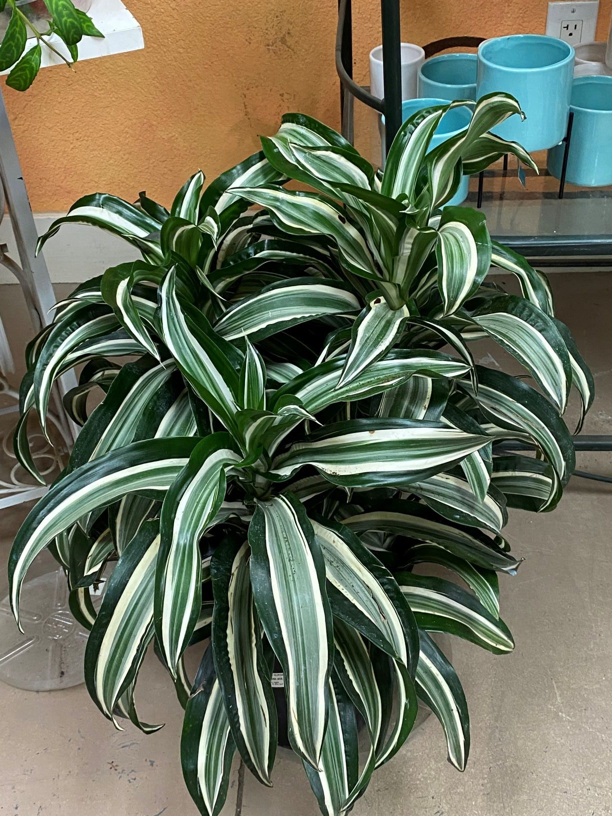 Dracaena-2-Small - Alden Lane Nursery
