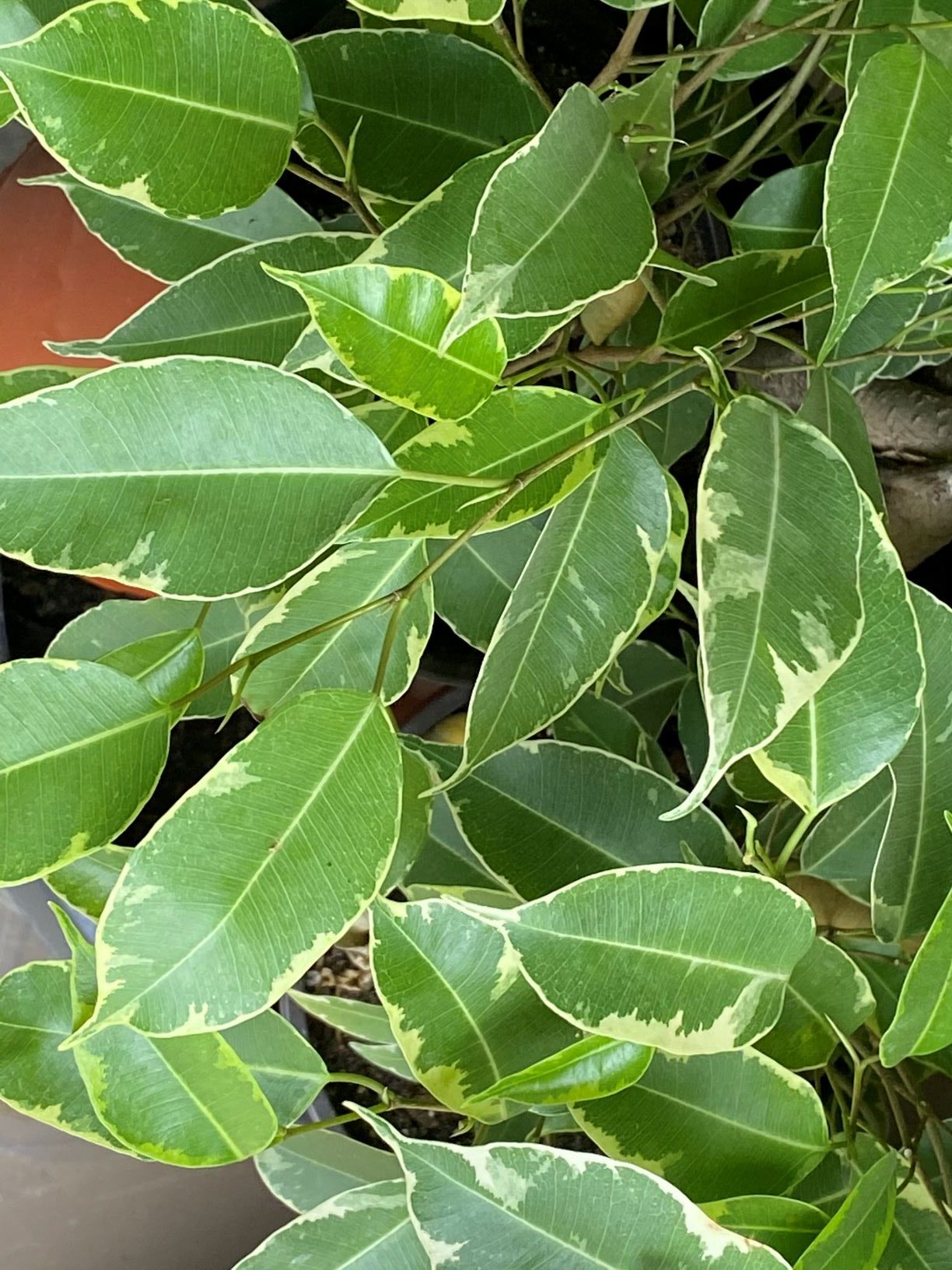 Ficus-Benjamina-1-Small-1 - Alden Lane Nursery