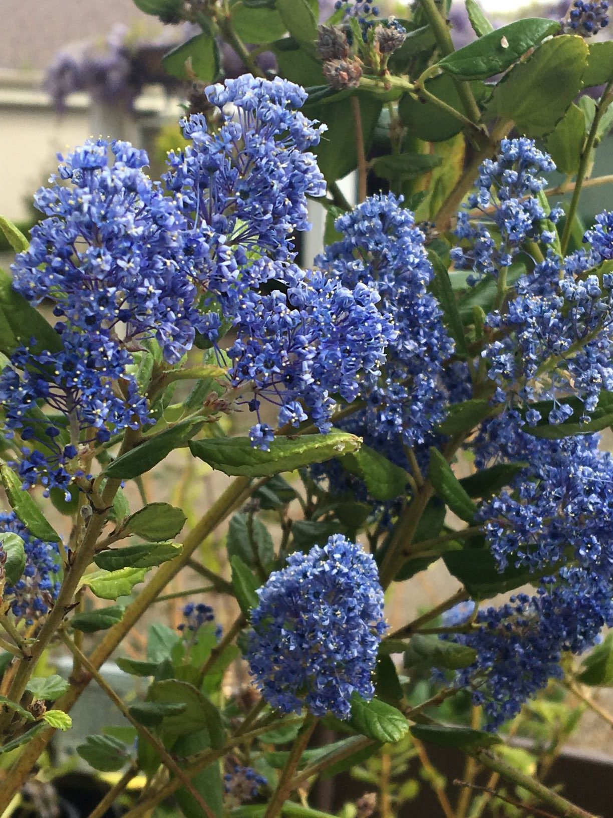 Water-Wise Plants - Alden Lane Nursery