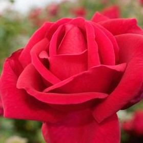 Red Masterpiece - Alden Lane Nursery