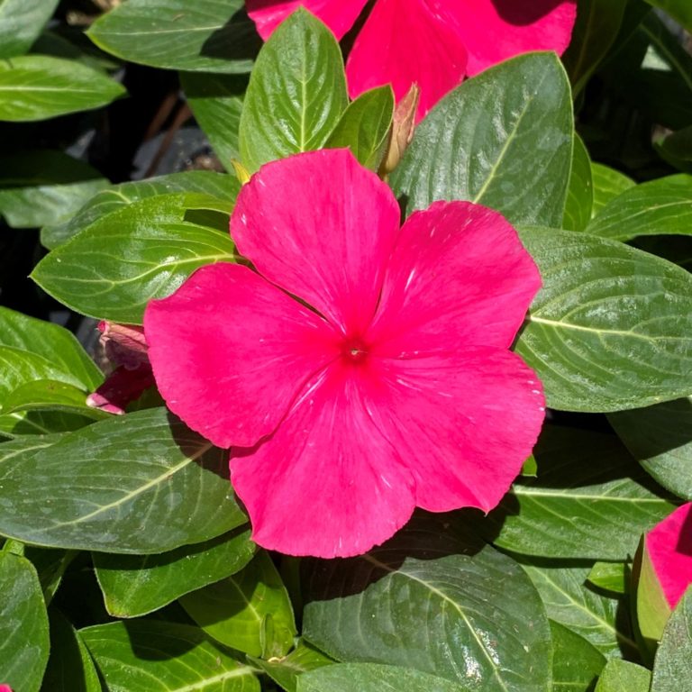gardening Archives - Alden Lane Nursery