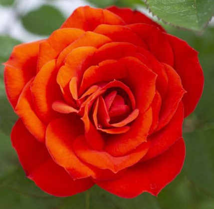 Sunblaze Autumn Rose - Alden Lane Nursery