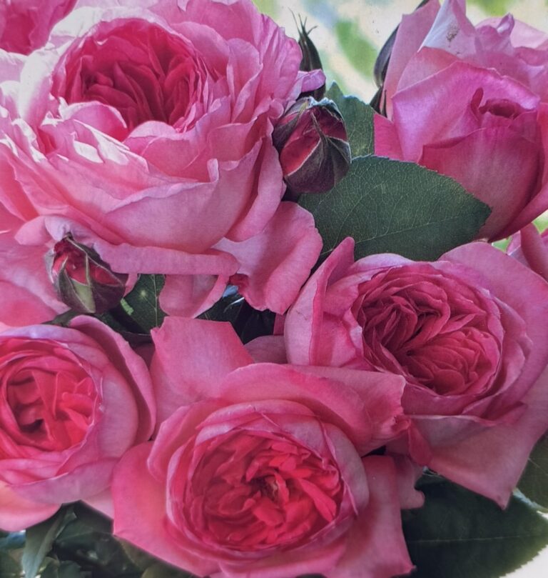 Liv Tyler Rose - Alden Lane Nursery