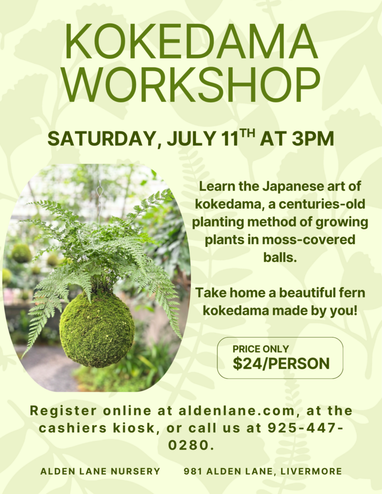 kokedama workshop - Alden Lane Nursery
